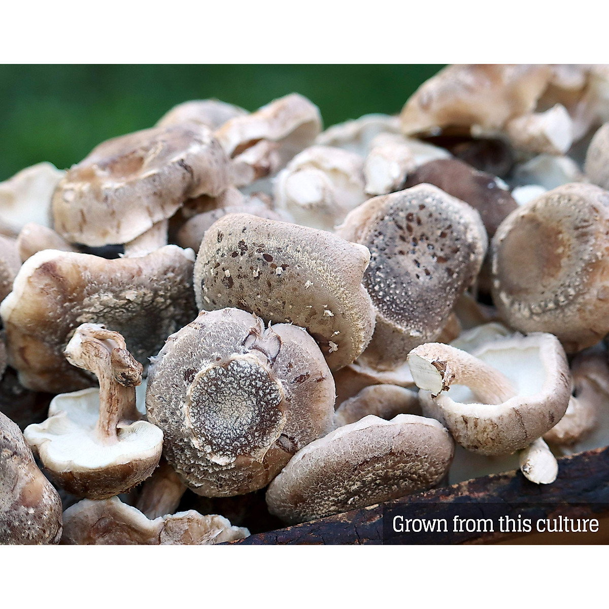 Mushroom Liquid Culture - Shiitake 3782 (Lentinula edodes)