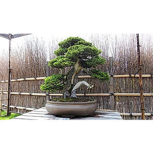 Yamamoto's Organic Concentrated Bonsai Fertilizer - Japan's Favorite - 8oz - No Harsh Chemicals