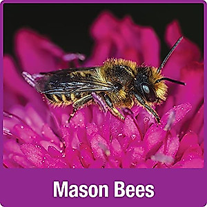 Nature's Way Bird Products PWH1-B Purple Bee House