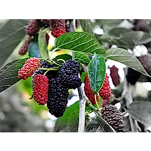 2 Black Mulberry Trees Live Plants from 4 to 6 Inc Height, Mulberry Plant Fruits Planting Ornaments Perennial Garden Simple to Grow Pots