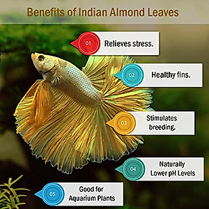 Premium Indian Almond Leave - Blackwater - Aquarium Decorations. Catappa Leaves Rich Tannin. Health Better, Vitality, Successful Breeding! for Betta Fish Tank & Shrimp. Pack 50g Size 6-9"(20-25Leaves)