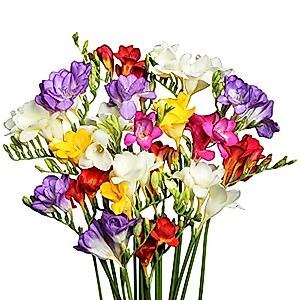 Freesia 'Double Flowering Mix' (15 Pack) Plant Bulbs for Gardening - Fragrant Freesia Mix Colors, Professional Growers from Easy to Grow