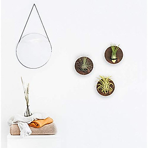 Set of 3 Air Plants Holders - Real Wood Live Air Plant Holders - Three 3 1/2" Wood Circles - Airplant Planter Holder