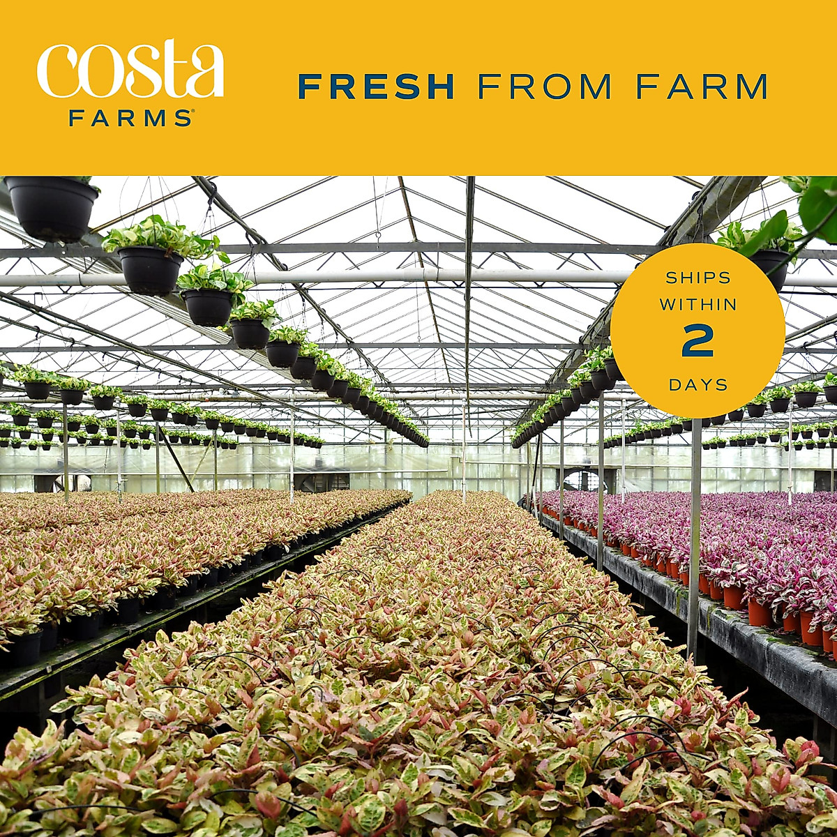 Costa Farms Monstera Swiss Cheese Plant, Live Indoor Plant, Easy to Grow Split Leaf Houseplant in Indoors Nursery Plant Pot, Housewarming, Decoration for Home, Office, and Room Decor, 2-3 Feet Tall