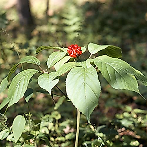 YEGAOL Garden 25Pcs American Ginseng Seeds Panax Quinquefolius Non-GMO Long-Lived Container Garden Plant