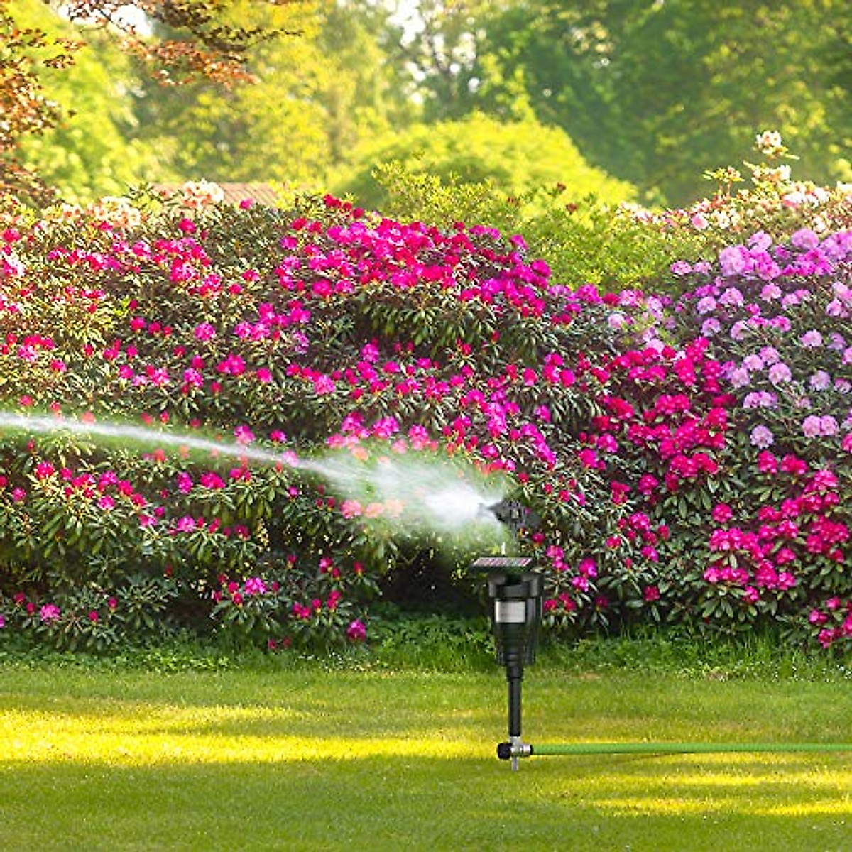 Hoont Cobra Animal Repeller | Outdoor Solar-Powered Motion-Activated Water Blaster with Powerful Jet Spray for Yard, Lawn & Garden | Scare Away Deer, Rabbits, Squirrels, Birds & Other Animals & Pests