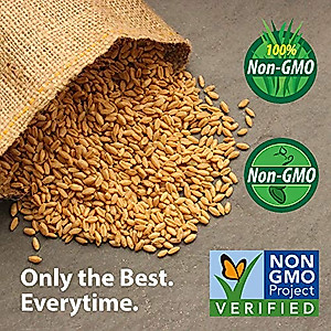 Grain, Wheat - Hard White - 1 Lb ~8,000 Seeds - Triticum aestivum - Non-GMO, Open Pollinated - Farm & Garden Grain - Emergency Storage, Cover Crop