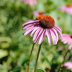 Outsidepride Perennial Echinacea Purple Coneflower Wild Flowers Great for Cutting - 1000 Seeds