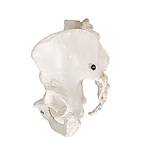 3B Scientific A61 Female Pelvic Skeleton - 3B Smart Anatomy