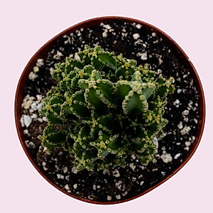 BubbleBlooms Fairy Castle Cactus, Acanthocereus Tetragonus, Night-Blooming Cereus, Triangle Cactus, 4 inch Pot