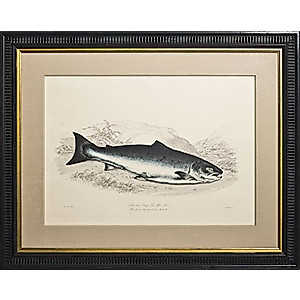 Salmo Solar - Young No. 2