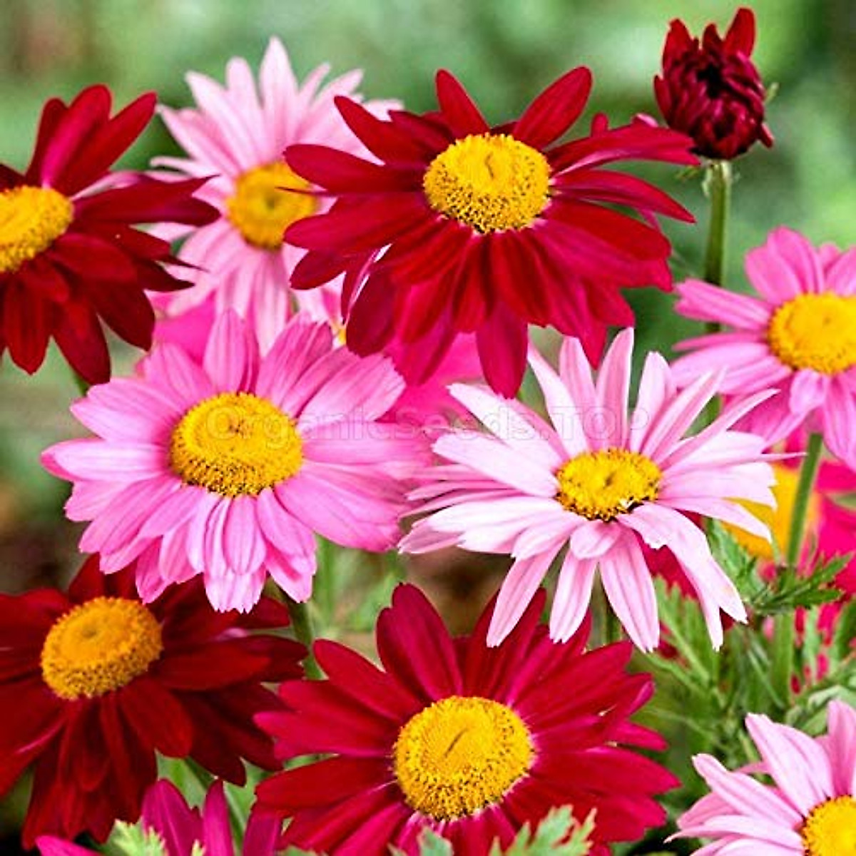 Outsidepride Pyrethrum Tanacetum Chrysanthemum Robinson's Plant Garden Flower Seed Mix - 5000 Seeds