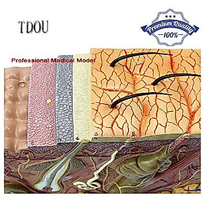 50X TDOU 35/50/70 Times Human Big Anatomical Skin Magnified Tissue Structure Model with Hair 35X/50X/70X Enlarged for Biology Minimally Invasive Cosmetic Surgery Teaching Models(50X)