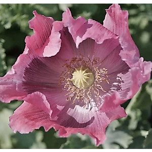 Poppies Exotic Strains of Poppy Seeds "The Giant" (500 Seeds) Papaver Somniferum