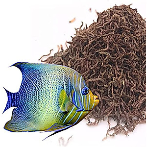 Aquatic Foods 5oz Bloodworms, Freeze Dried Fresh Grade A Floating Bloodworms for All Tropical Fish, Bettas, Discus, Cichlids, Community Turtles, Carnivore Carnivorous Plants. Bag