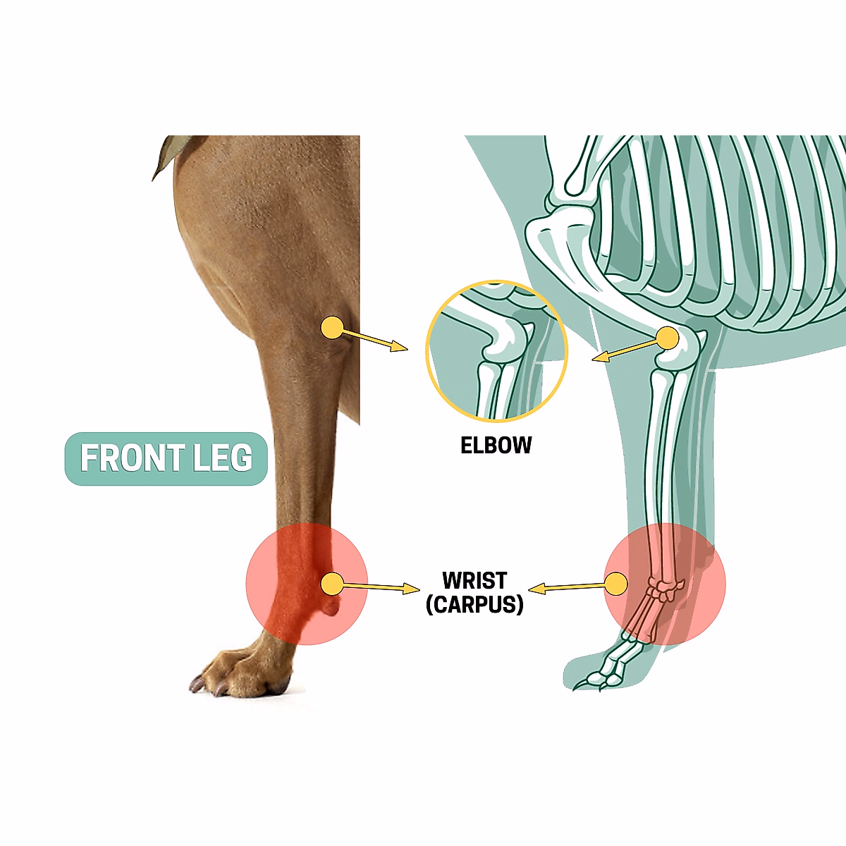 Lyderpet Dog Brace Front Leg Wrist Support, Canine Dog Carpal Brace Splint, Prevents Injuries and Sprains, Protects Carpus Joint Wounds Heals, Helps with Loss of Stability Caused by Arthritis