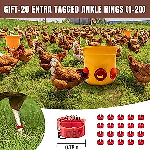 Chicken Feeder and Chicken Drinker Set and（Chicken Leg Bands 20 Pack）,Automatic Poultry Feeder Kit for Chickens,Birds,Turkeys Etc,Leak-Proof and Sun-Proof Chicken Feeder Chicken Water Cups (6pc, red)