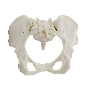 MonMed Life Size Female Pelvis Model, Hip Model – Female Anatomy Model, Hip Bone Pelvic Model Female Anatomical Model