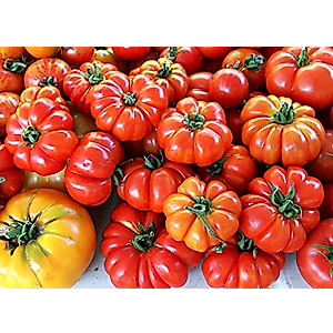 30+ Costoluto Genovese Pomodoro Tomato Seeds, Heirloom Non-GMO, Low Acid, Indeterminate, Open-Pollinated, Productive from USA