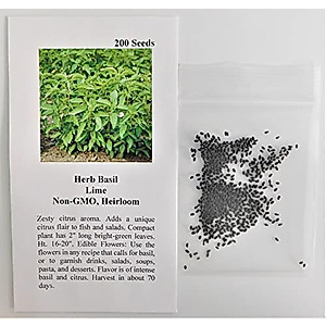 David's Garden Seeds Herb Basil Lime FBA-5987 (Green) 200 Non-GMO, Heirloom Seeds