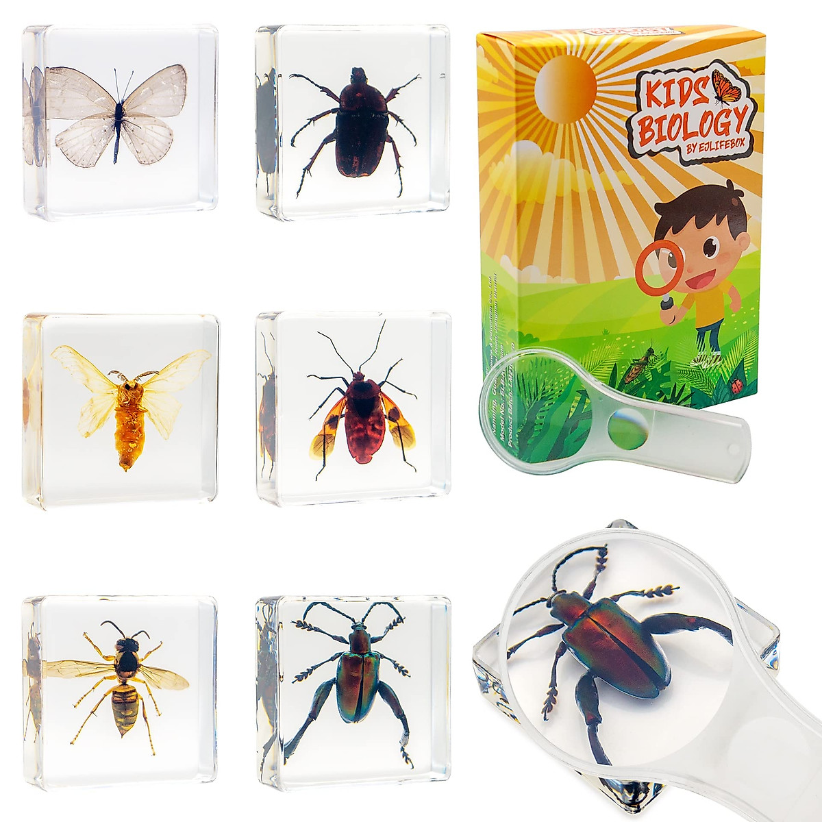 6 PCS Resin Insect Specimen Set, Butterfly, Jewel Frog Beetle, Silk Moth, Chafer, Stinkbug, Wasp, Science Education Toy for Kids