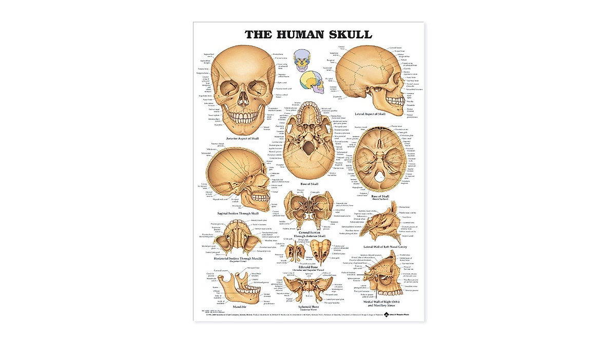Human Skull Anatomical Chart - Detailed Medical Study Tool