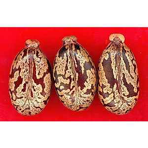 Castor Oil Shampoo and Conditioner for Hair Growth, Thinning Hair, Curly Hair 500ml (16.9 Oz): Pure Jamaican Black Castor Oil Shampoo for Men and Women; Black Castor Oil Shampoo and Conditioner Set