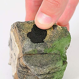 Shrimp King Yummy Gum