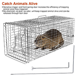 Moclever Live Animal Cage Trap Humane Cat Trap Cage Catch Release Live Animal Rodent Cage Collapsible Galvanized Wire for Rabbits, Stray Cat, Raccoon, Groundhogs, Mole,Gopher,Opossum-30.5X11.81X11 in