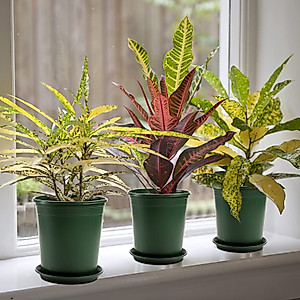 Fasmov 10PCS 1 Gallon Durable Nursery Pot Garden Flower Pots Nursery Plant Container Kit with 10 Pcs Matching Pallets