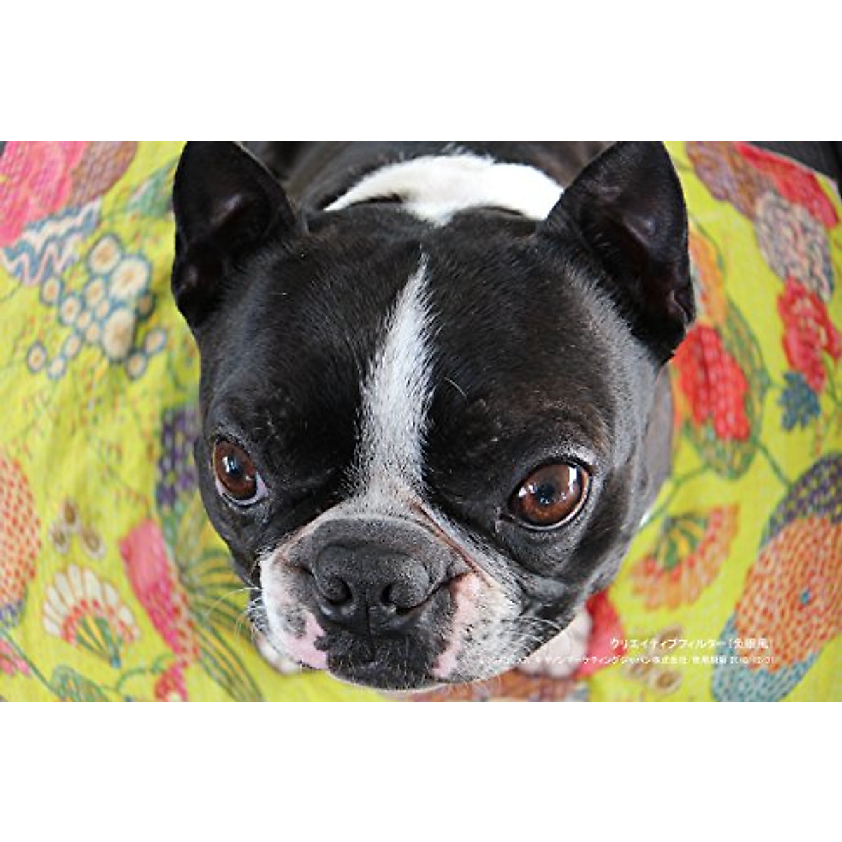 Canon DSLR Camera EOS Kiss X7i Triple Zoom kit EF-S10-18mm F4.5-5.6 is STM EF-S18-55mm F3.5-5.6 is STM EF-S55-250mm with F4-5.6 is STM KISSX7I-TZOOMKIT [International Version, No Warranty]