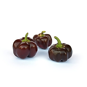 Chocolate Beauty Sweet Bell Pepper Seeds for Planting, 20+ Heirloom Seeds Per Packet, (Isla's Garden Seeds), Non GMO Seeds, Botanical Name: Capsicum annuum, Great Home Garden Gift