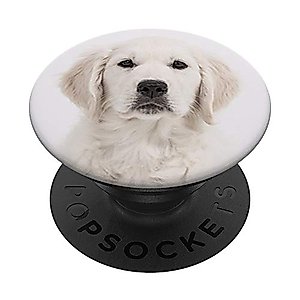 White Golden Retriever