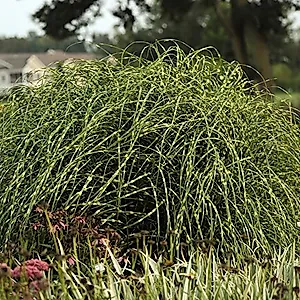 CHUXAY GARDEN Miscanthus Sinensis,Silver Maiden Grass 10 Seeds Hardy Spectacular Plumes Ornamental Grass Home Landscape Easy Grow