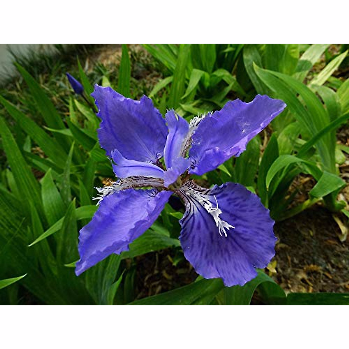 20+ Wild Purple Iris Flower Seeds Perennial Fragrant Plant Bonsai Home Garden