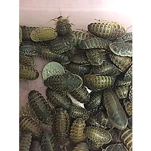 Bad Ass Bugs 200 Large Dubia Roaches