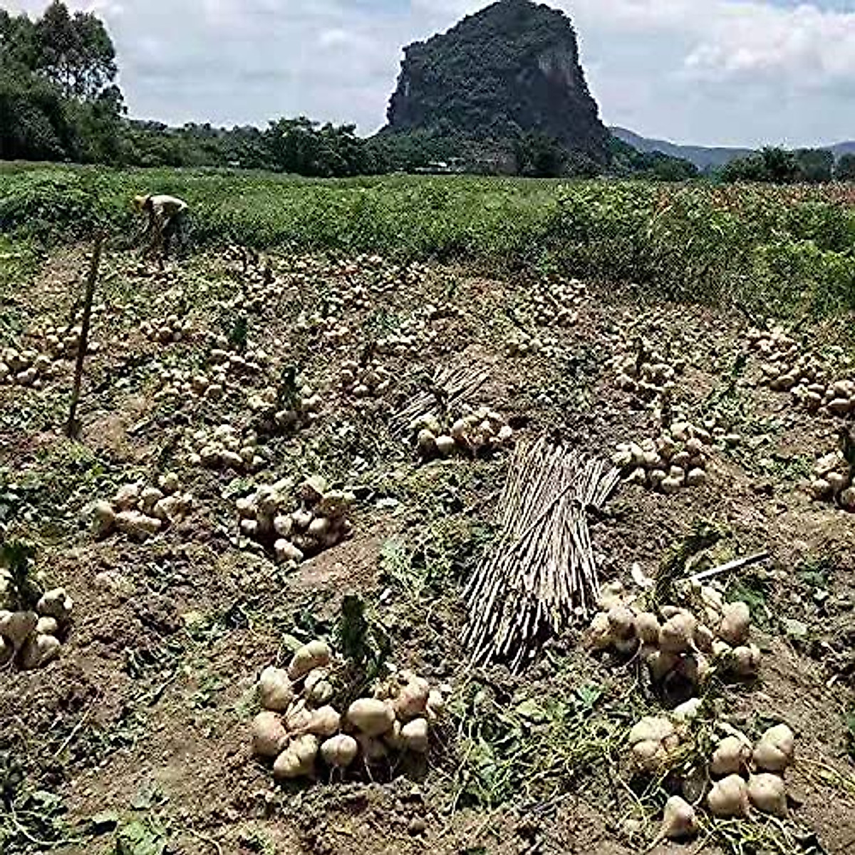 MITRAEE 100 Pcs Seeds Jicama Seeds Heirloom Mexican Yam Bean | Non-GMO | Mexican Turnip Seeds Fresh Garden Seeds, Seeds, Gardeners Choice