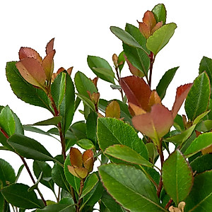 Blooming & Beautiful - Snow White Indian Hawthorn - 3 gal - Compact Evergreen Shrub - Fragrant White Cluster Flowers - Dark Green Foliage - Zones 7-9 - Rhaphiolepis Indica 'Snow White' - 3 Gallon Pot