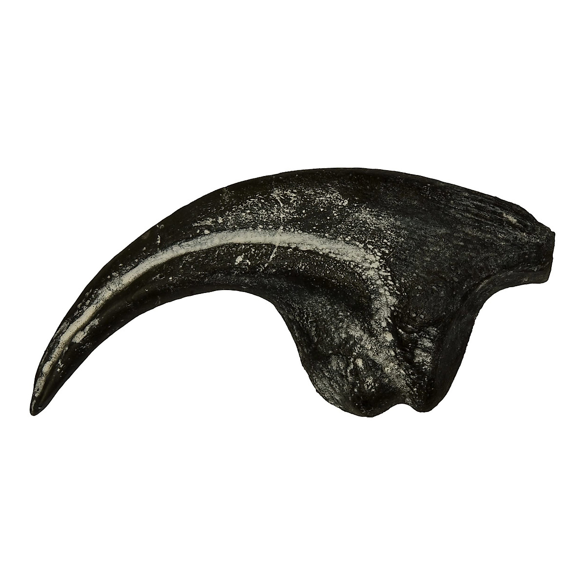 Allosaurus Dinosaur Claw (Recreation)