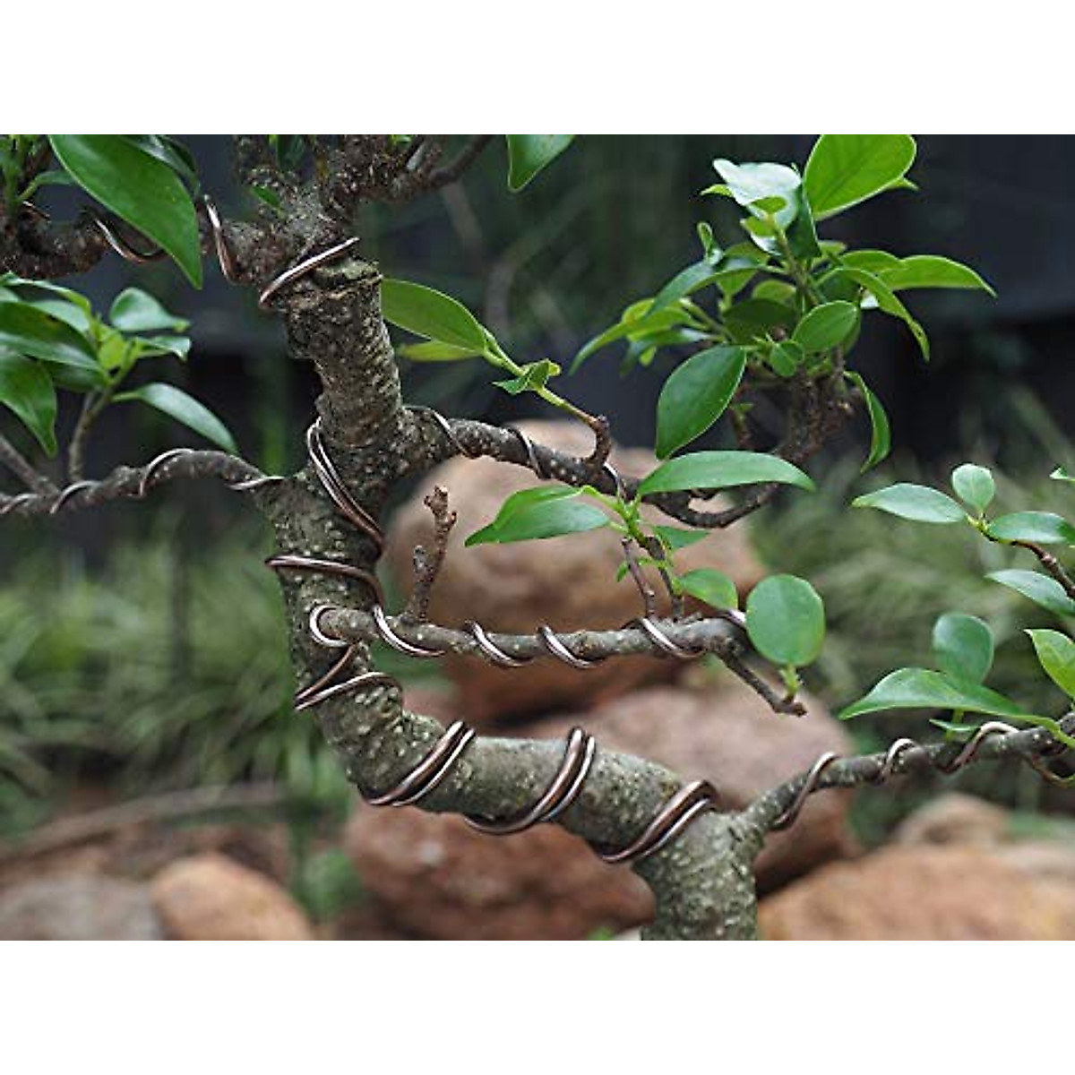 Anodized Aluminum Bonsai Training Wire 5-Size Starter Set with Canvas Bag - 1.0mm, 1.5mm, 2.0mm, 2.5mm, 3.0mm (147 feet total) - Choose Your Color (5 Sizes, Brown)