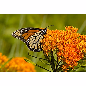 800+ Milkweed Seeds for Monarch Butterflies Heirloom Non-GMO Untreated, Butterfly Milkweed Seeds for Planting Home Garden