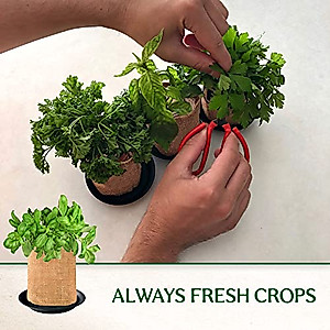 Medicinal Herbs Starter Kit - Non GMO, Heirloom Seeds - Basil, Parsley, Cilantro (Coriander), Oregano, Dill - Includes Pots, Soil, Bamboo Plant Markers - Gardening Gift