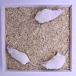 MiceDirect 40 Large Adult Mice: Pack of Frozen Large Adult Feeder Mice - Food for Corn Snakes, Ball Pythons, Lizards and Other Pet Reptiles - Freshest Snake Feed Supplies