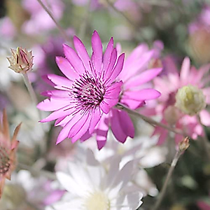 Xeranthemum Annuum Seeds Immortelle Annual Drought Tolerant Easy to Grow GMO Free Bed Border Wildflower Cottage Container Outdoor 300Pcs Flower Seeds by YEGAOL Garden