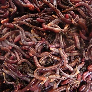 Moutta | Urbalive 2 Trays Green, Complete Kit I Wormery Design I Starter Substrate I Hemp mat + Shovel I Interior, Balcony and Garden