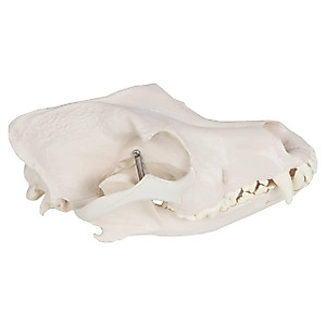 Medical Anatomical Canine (Dog) Skull Model, Life Size