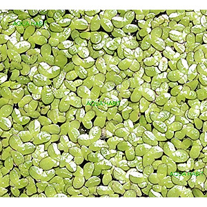 Duckweed (Lemna Minor) - 100/200/500 Live Plants (500) by Aqua Habit