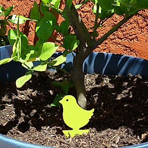 21C 21 CENTURY SOLUTIONS Yellow Sticky Fly Traps (25 Pack) for Gnat Whitefly Fungus Gnat Aphid Small Insects - Houseplant Disposable Glue Trappers - Bug Catcher - Bird Shape