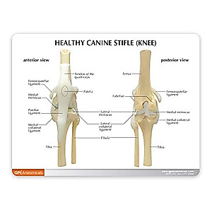 GPI Anatomicals - 4-Stage Canine Knee Model Set, Degenerative Joint Disease Models for Canine Anatomy and Physiology Education, Anatomy Model for Veterinarian’s Offices, Medical Study Supplies