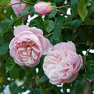 10 Pink Climbing Rose Flower Seeds, Rose Seeds for Planting, Rose Shrub Flower Bush Perennial Ornament Garden
